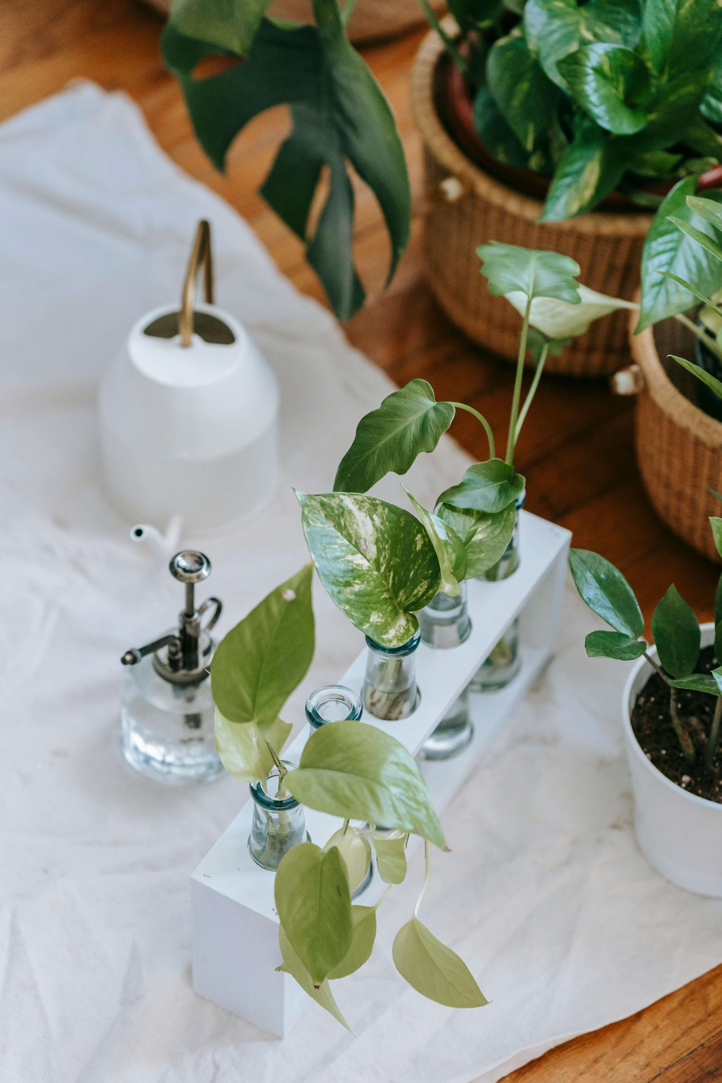 Hydroponics | Harmony Plants