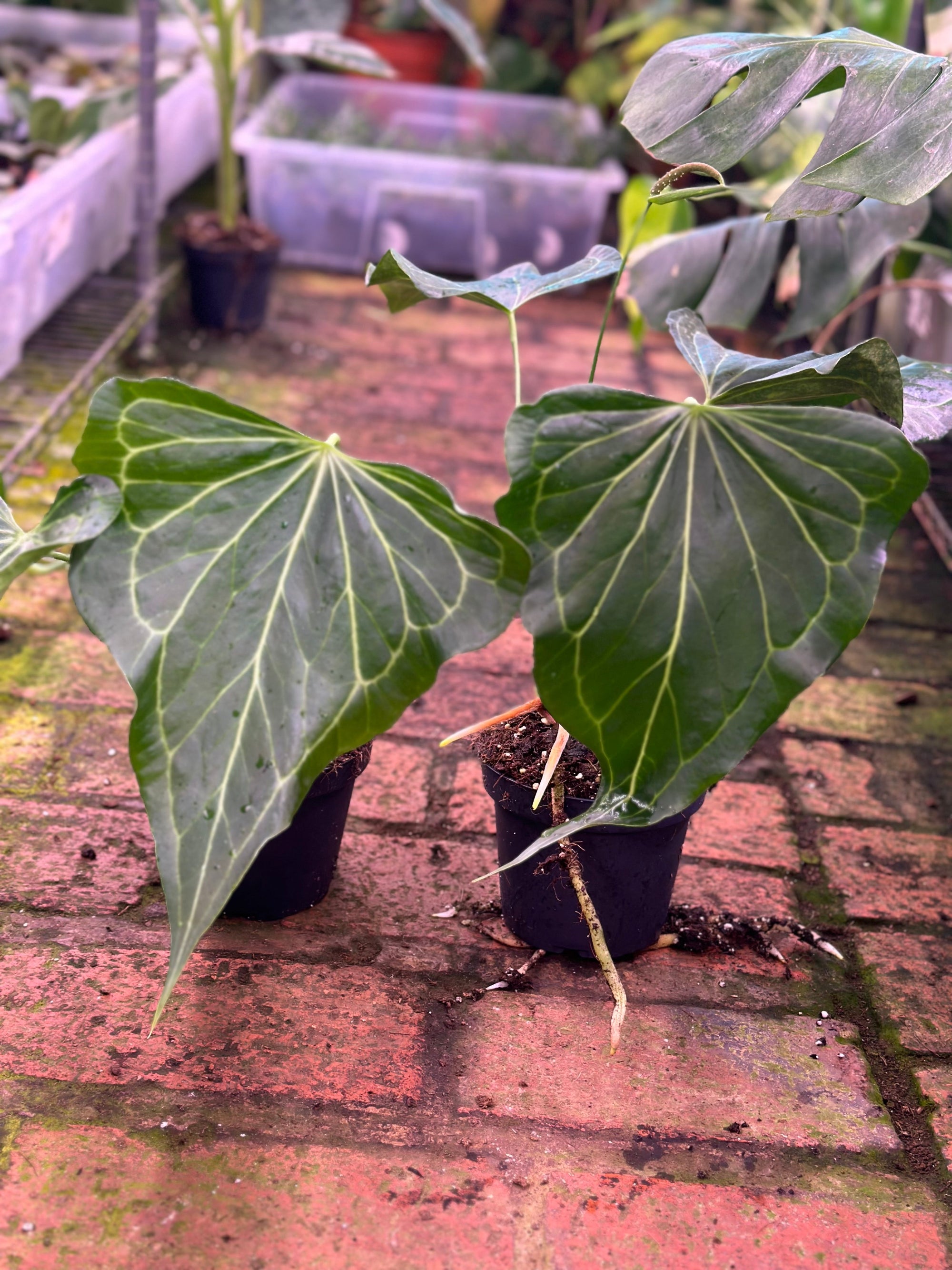 Harmony Plants - buy tropical houseplants online