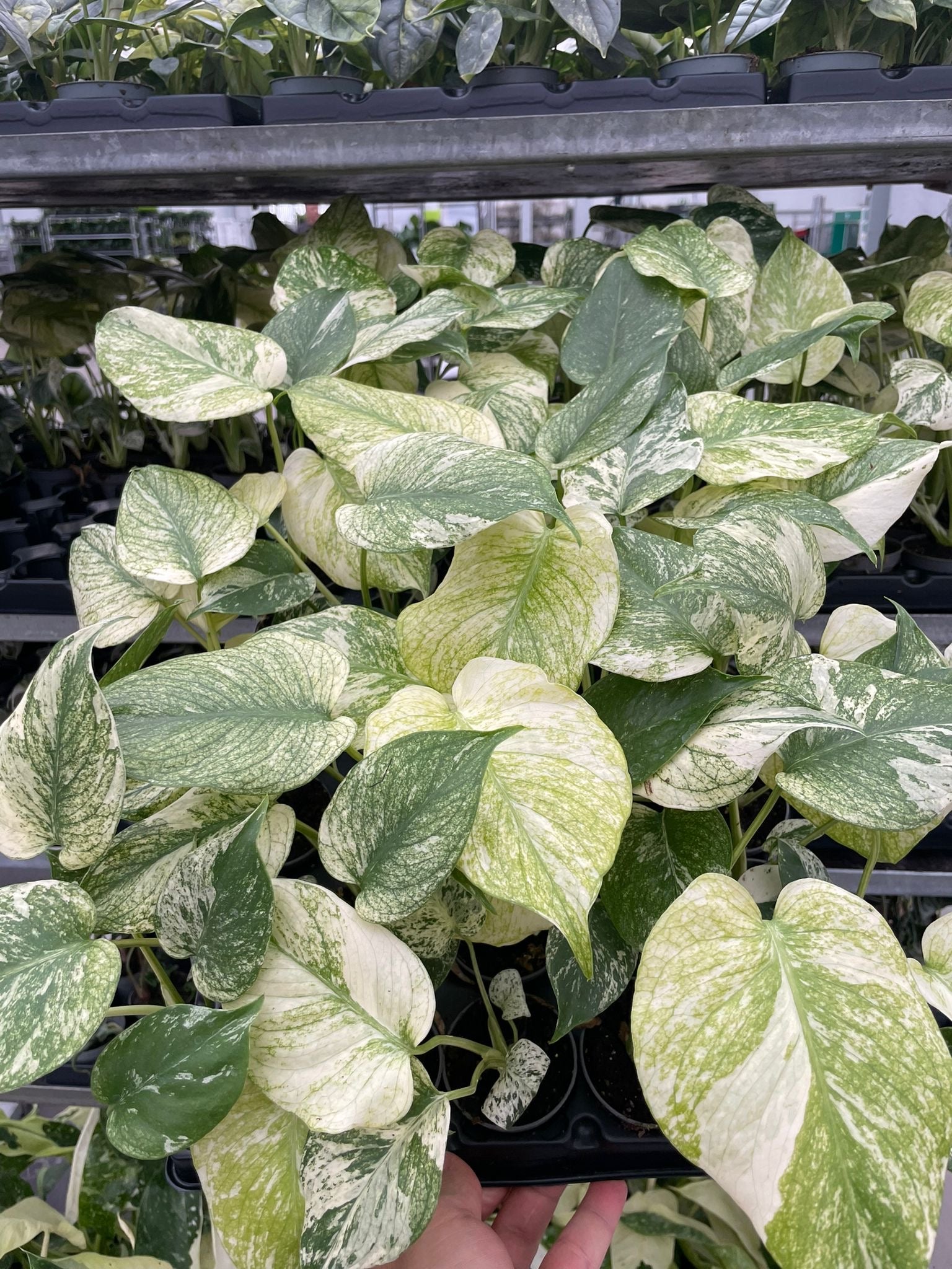 Monstera Mint (Growers Choice) | Harmony Plants