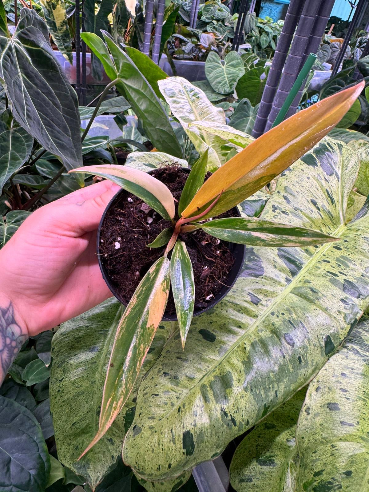 Philodendron Caramel Marble Variegata | Harmony Plants