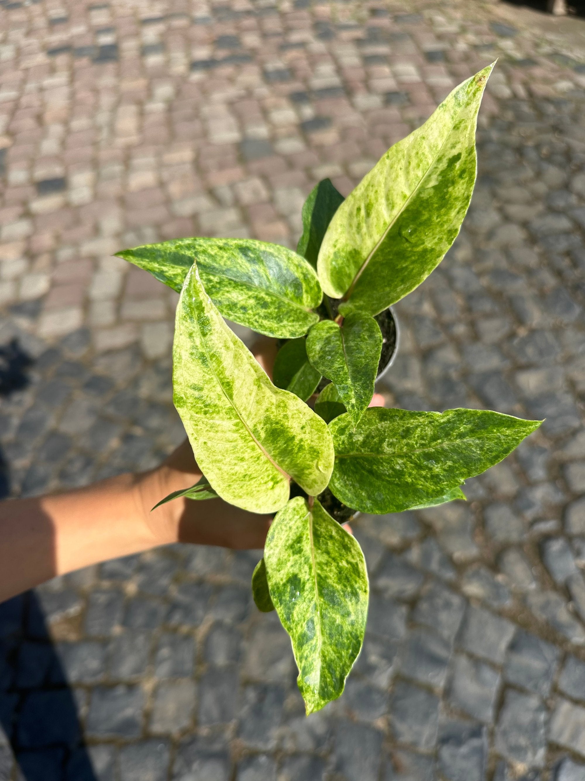 Anthurium Renaissance Variegated | Harmony Plants