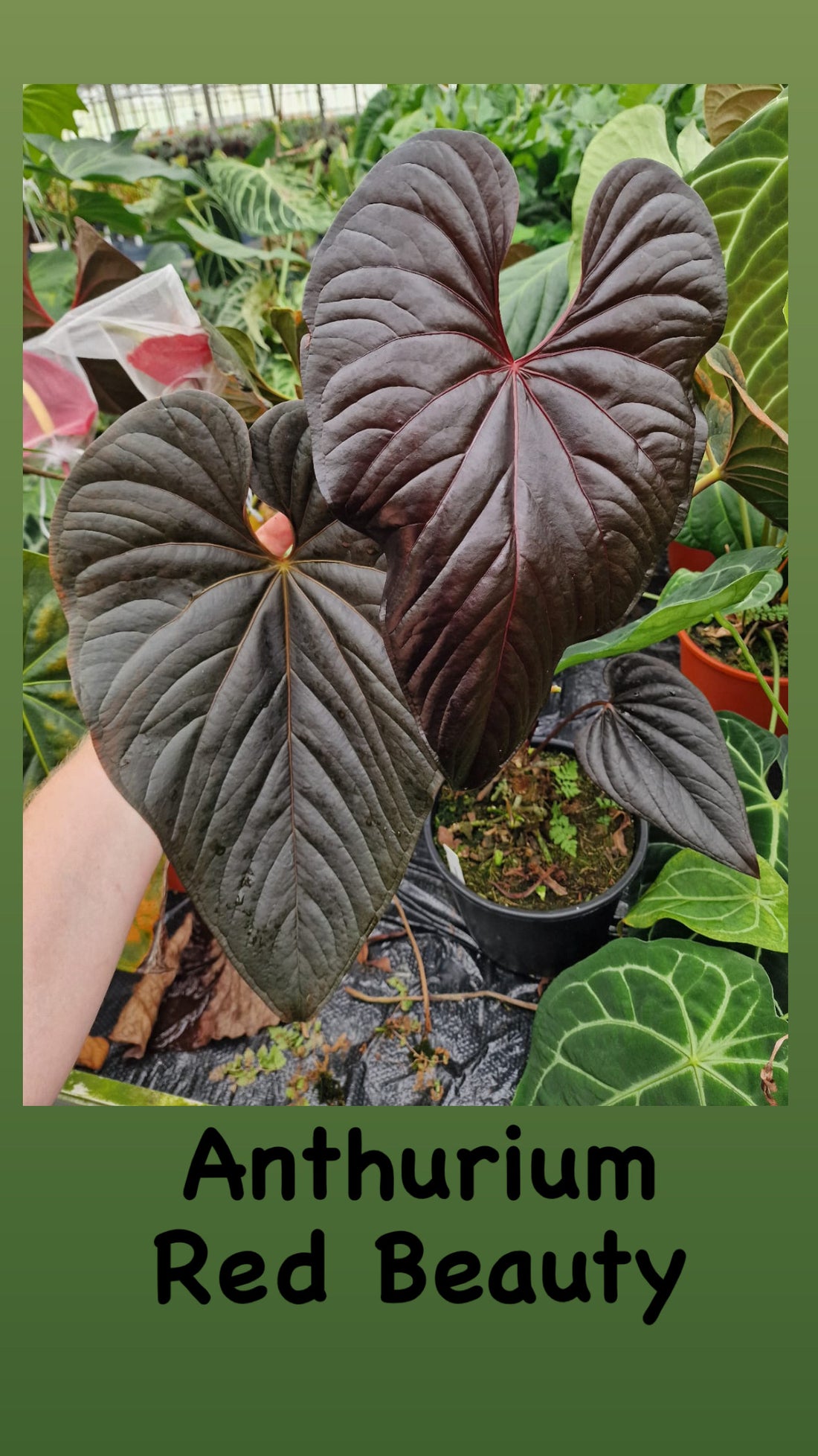 Anthurium Red Beauty | Harmony Plants