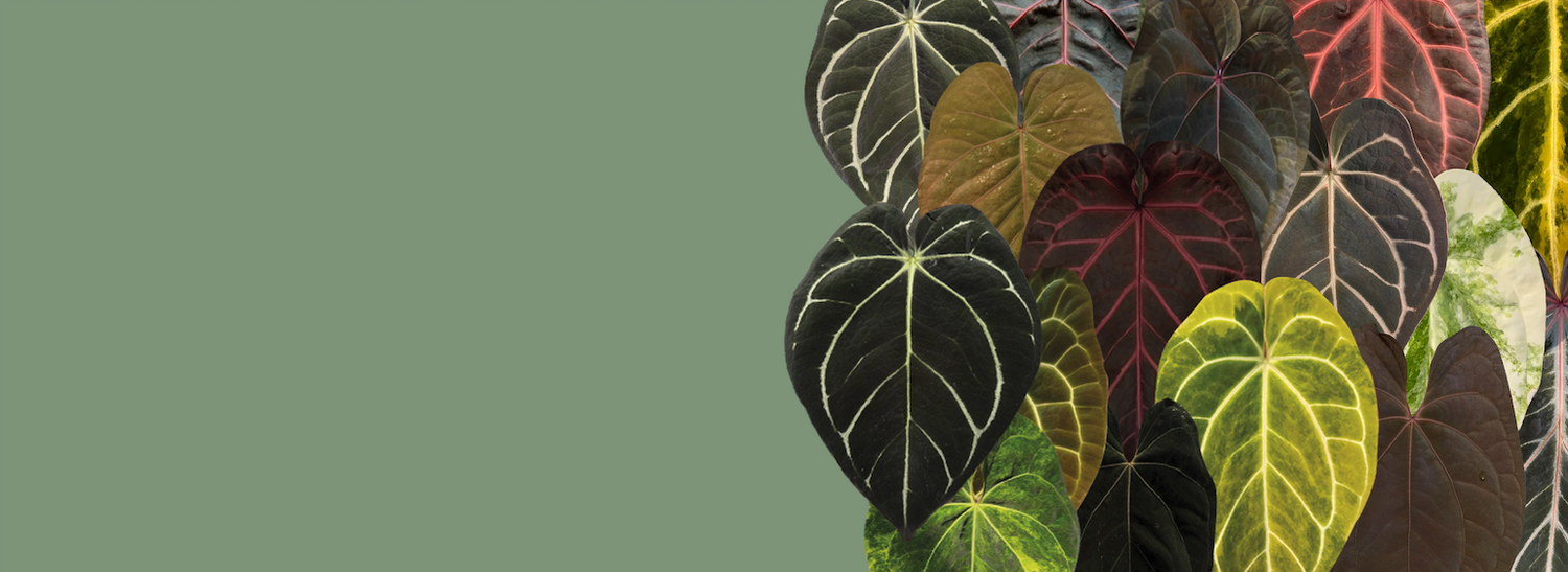 Harmony Plants - buy tropical houseplants online