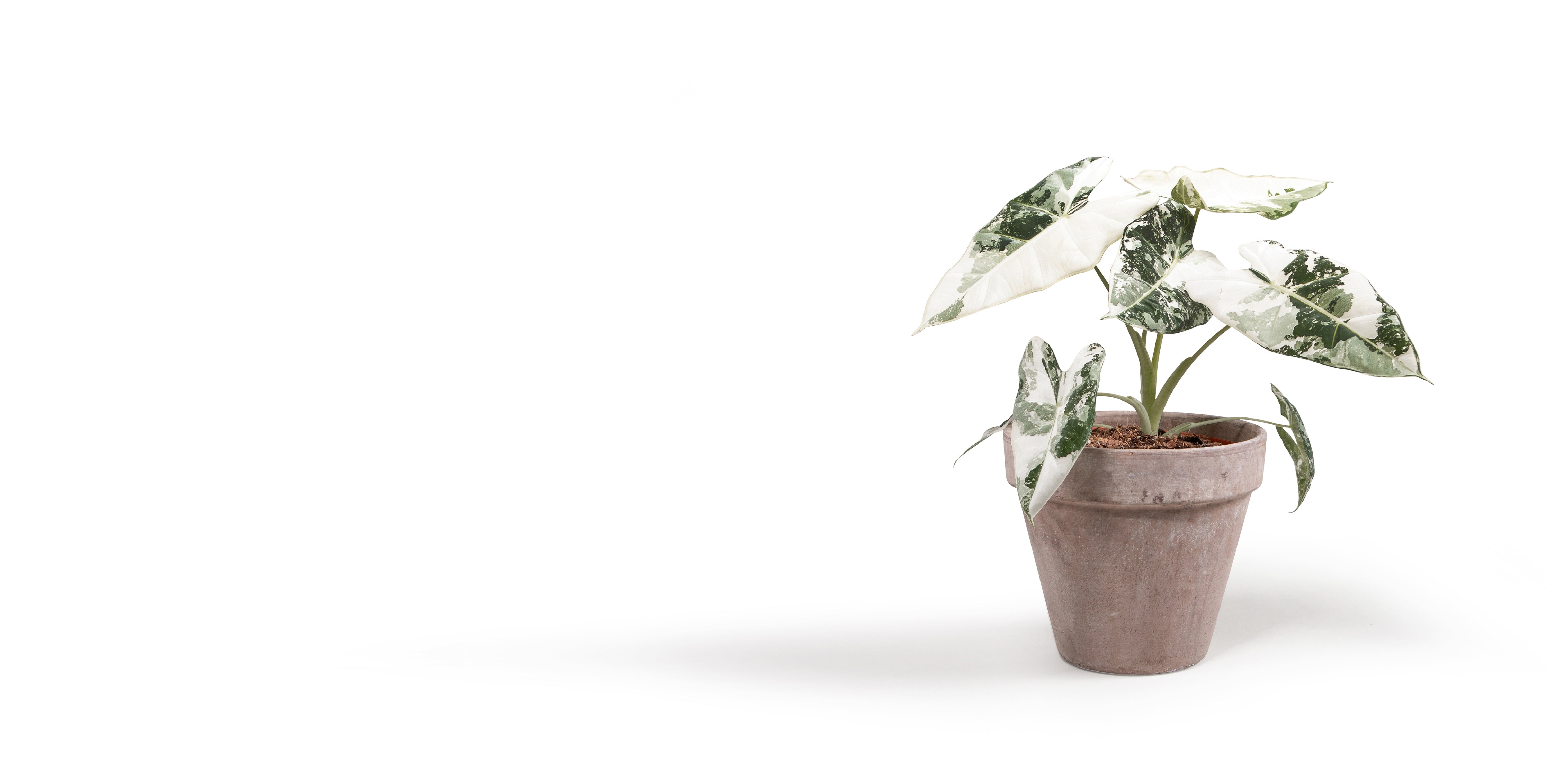 Harmony Plants - buy tropical houseplants online