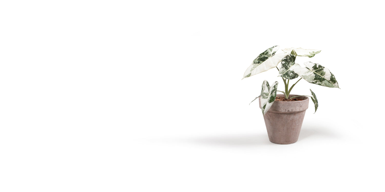 Harmony Plants - buy tropical houseplants online