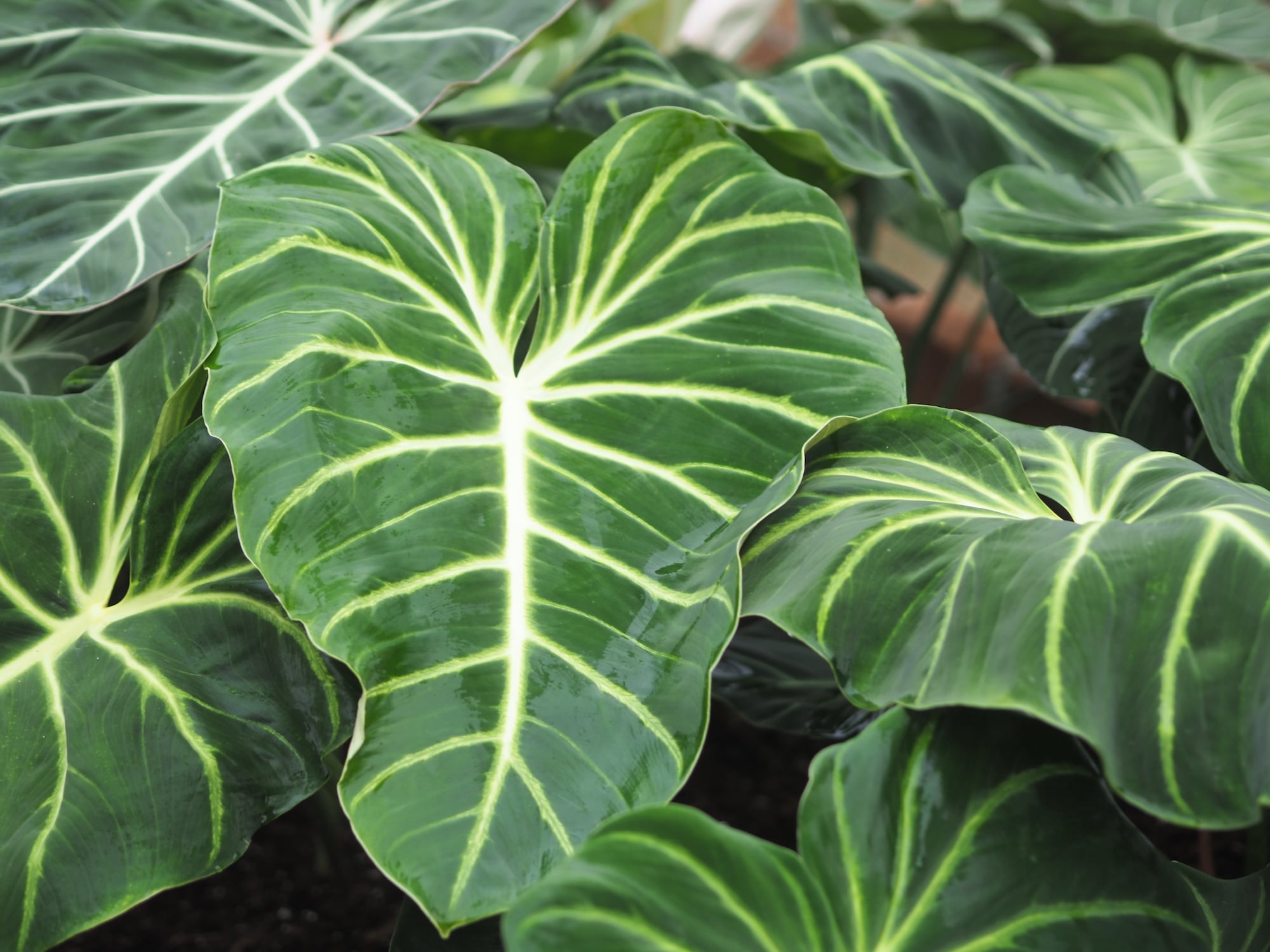 Harmony Plants - buy tropical houseplants online