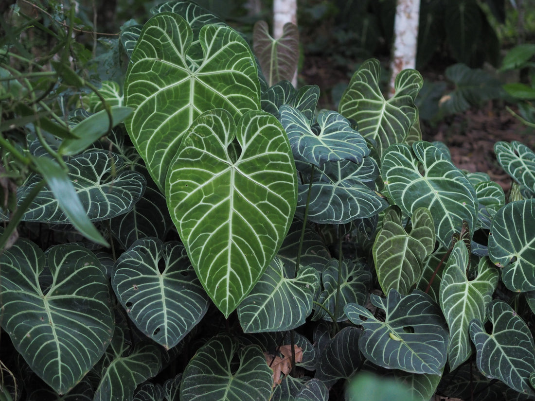 Harmony Plants - buy tropical houseplants online
