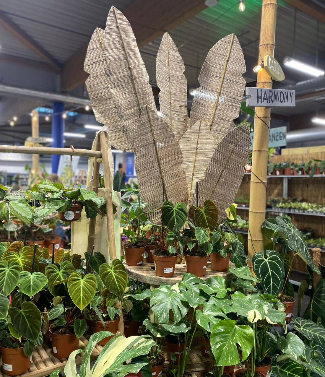 Harmony Plants - buy tropical houseplants online
