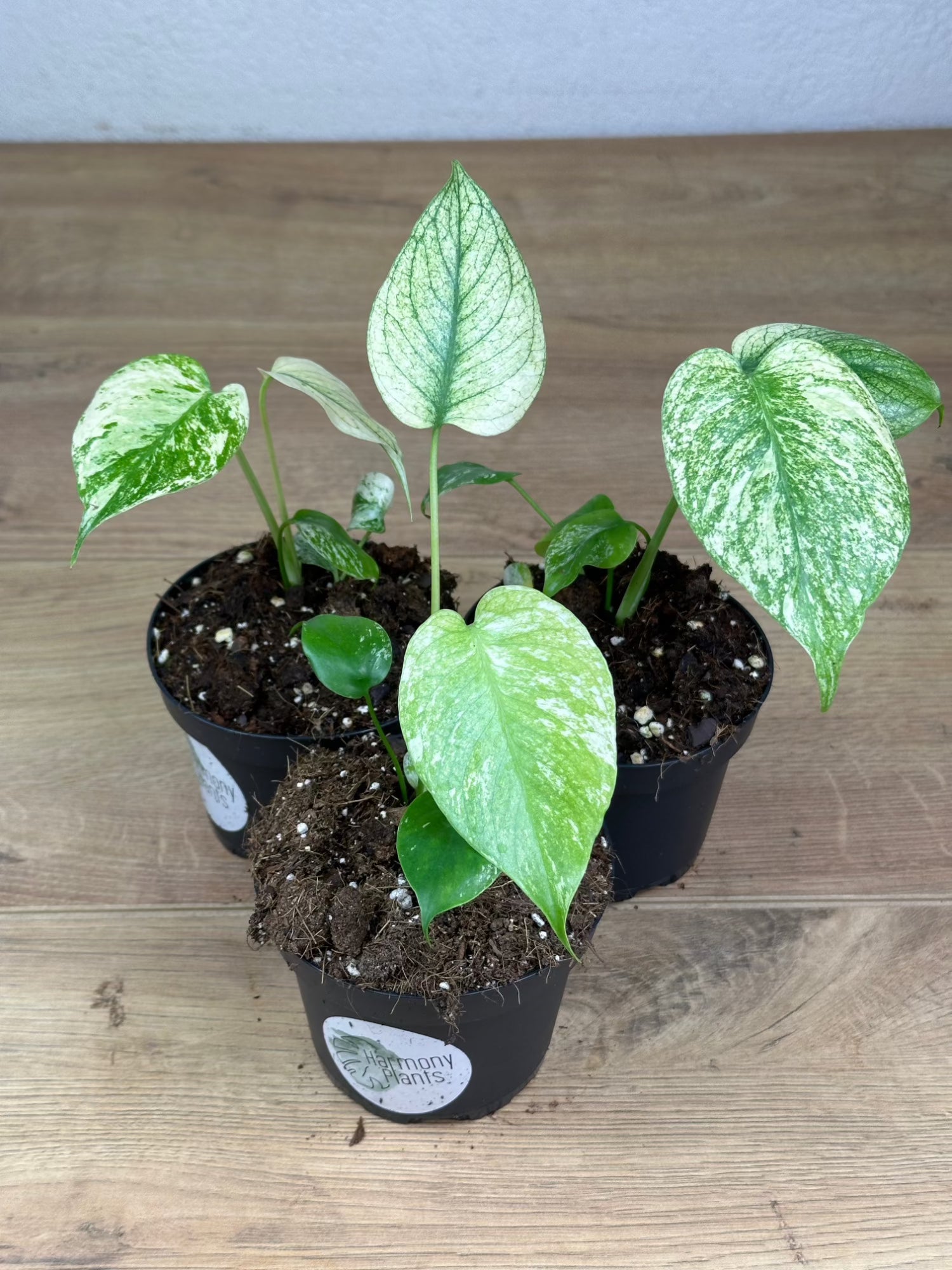 Monstera Mint (Growers Choice) | Harmony Plants