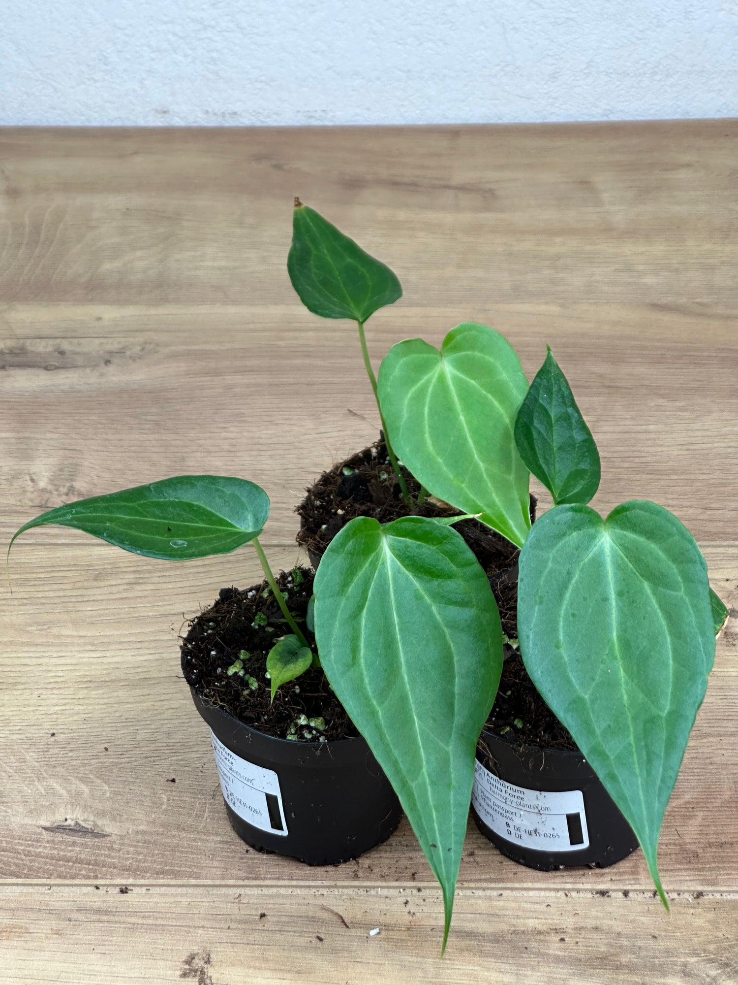 Anthurium Delta Force S (A. Clarinervium x Pedatoradiatum) | Harmony Plants