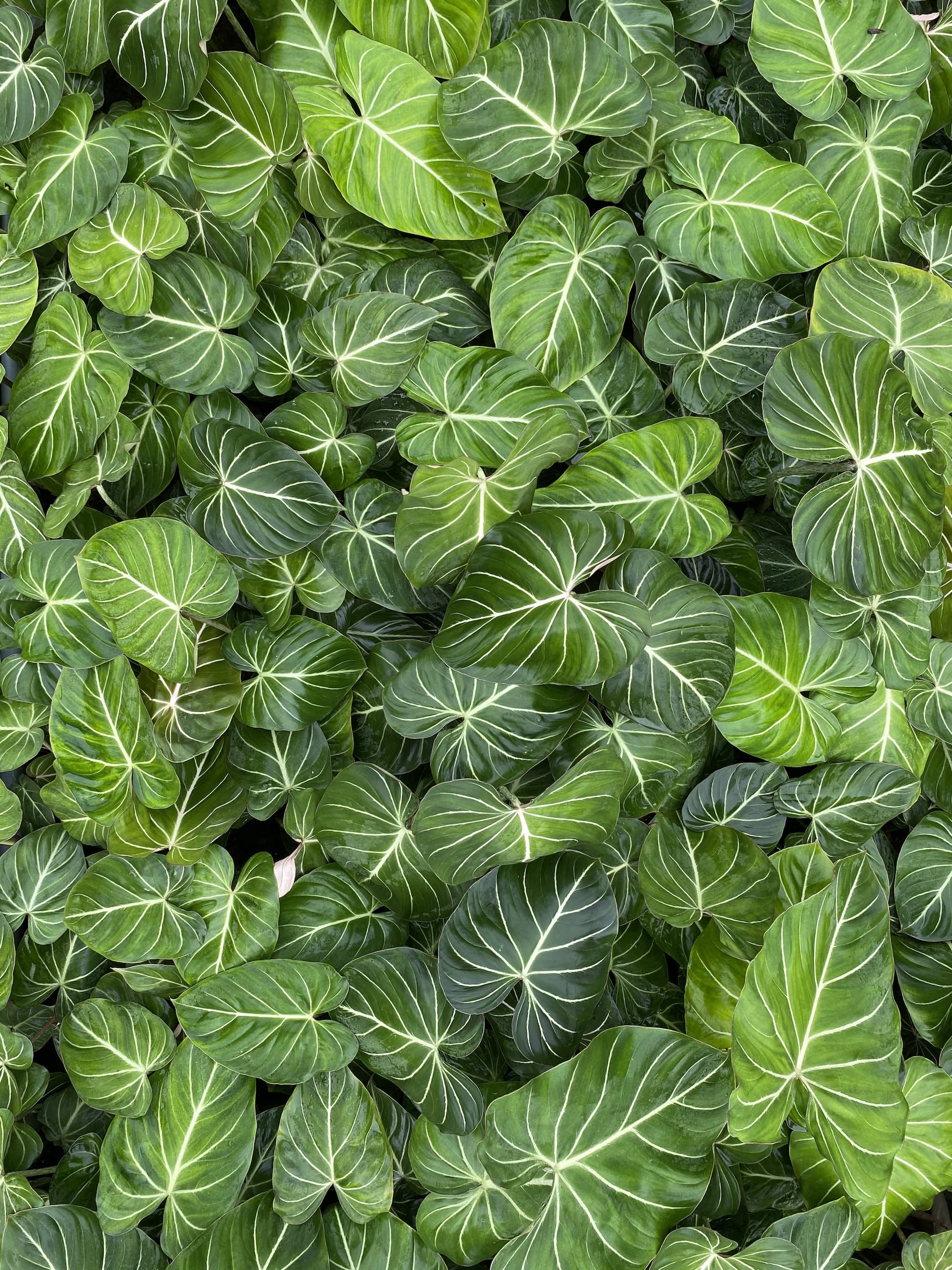 Harmony Plants - buy tropical houseplants online