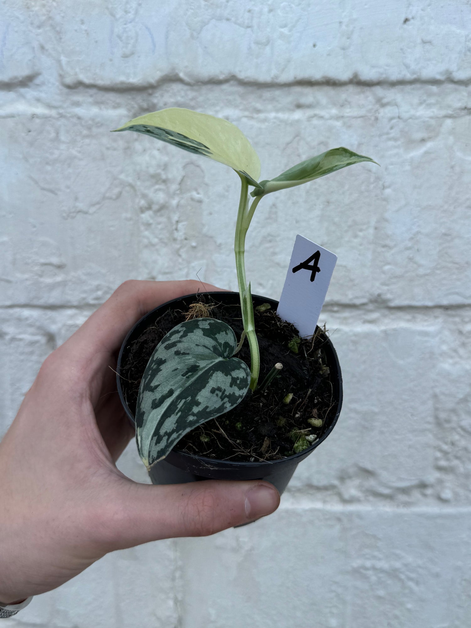 Scindapsus Mayari Variegata | Harmony Plants