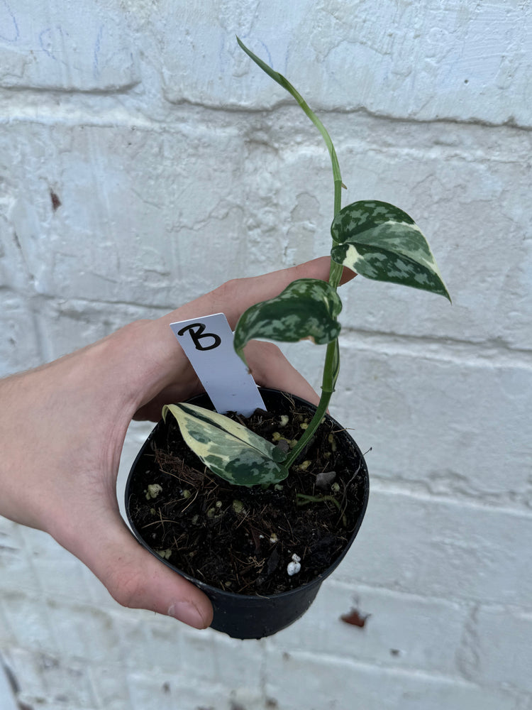 Scindapsus Mayari Variegata | Harmony Plants