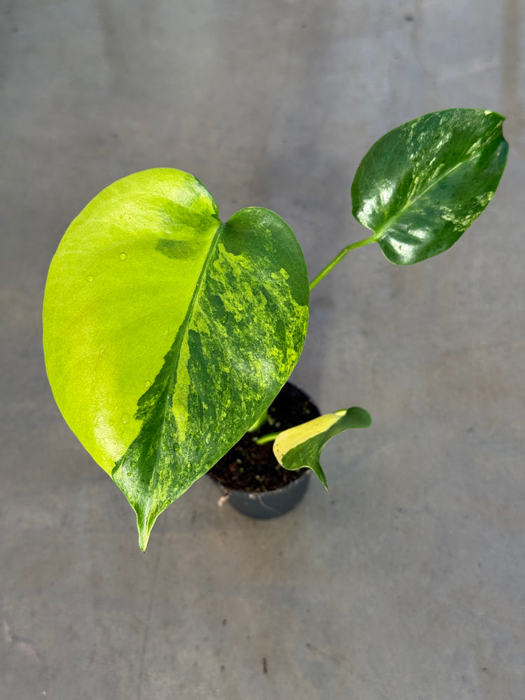 Monstera Yellow Marilyn Variegata | Harmony Plants