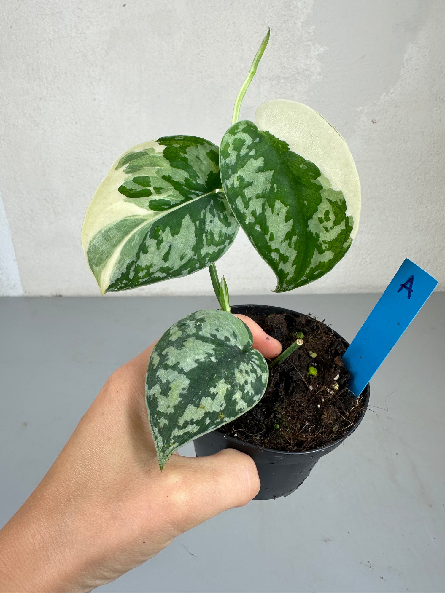 Scindapsus Mayari Variegata | Harmony Plants