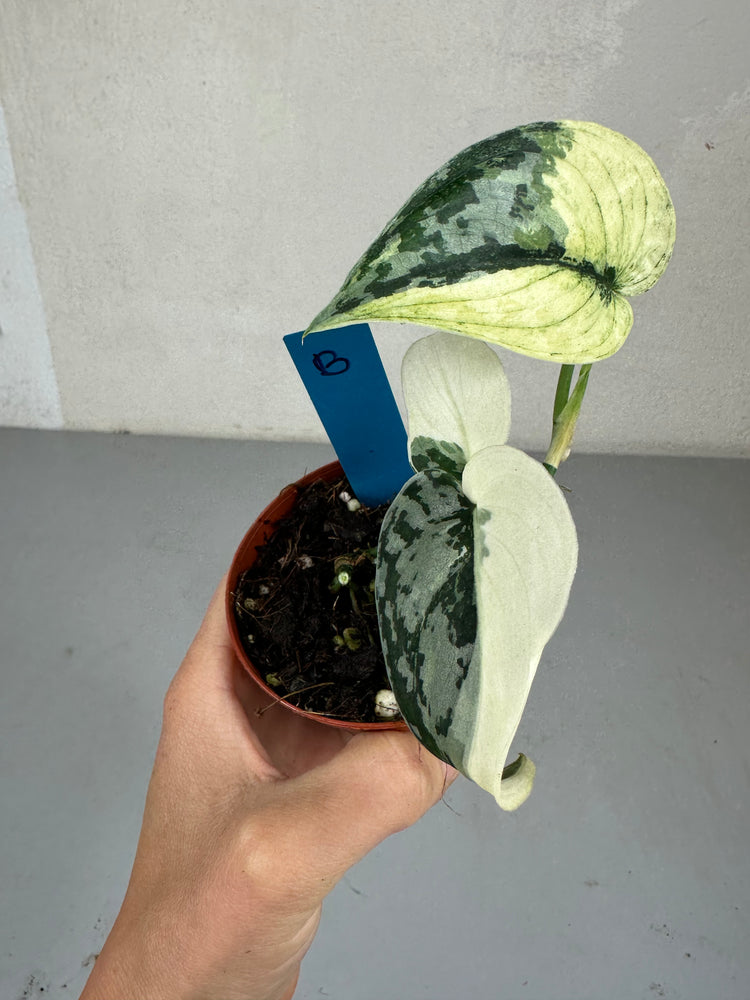 Scindapsus Mayari Variegata | Harmony Plants