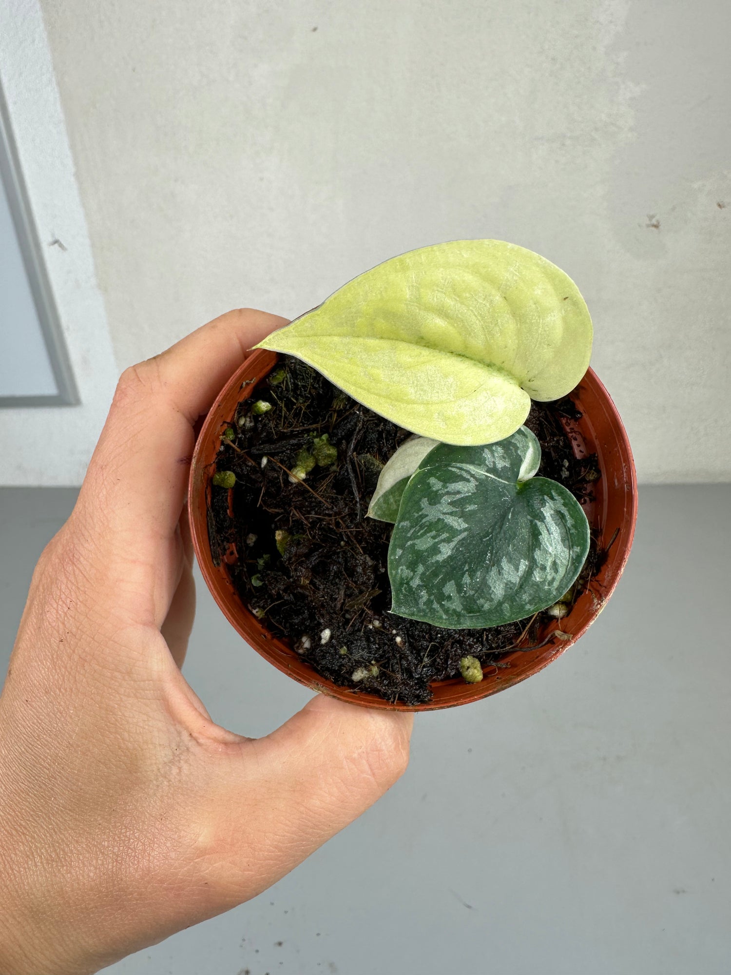 Scindapsus Mayari Variegata | Harmony Plants