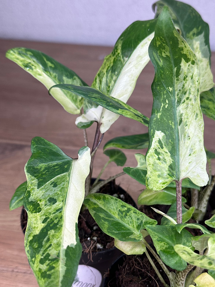 Alocasia Lauterbachiana Variegata | Harmony Plants