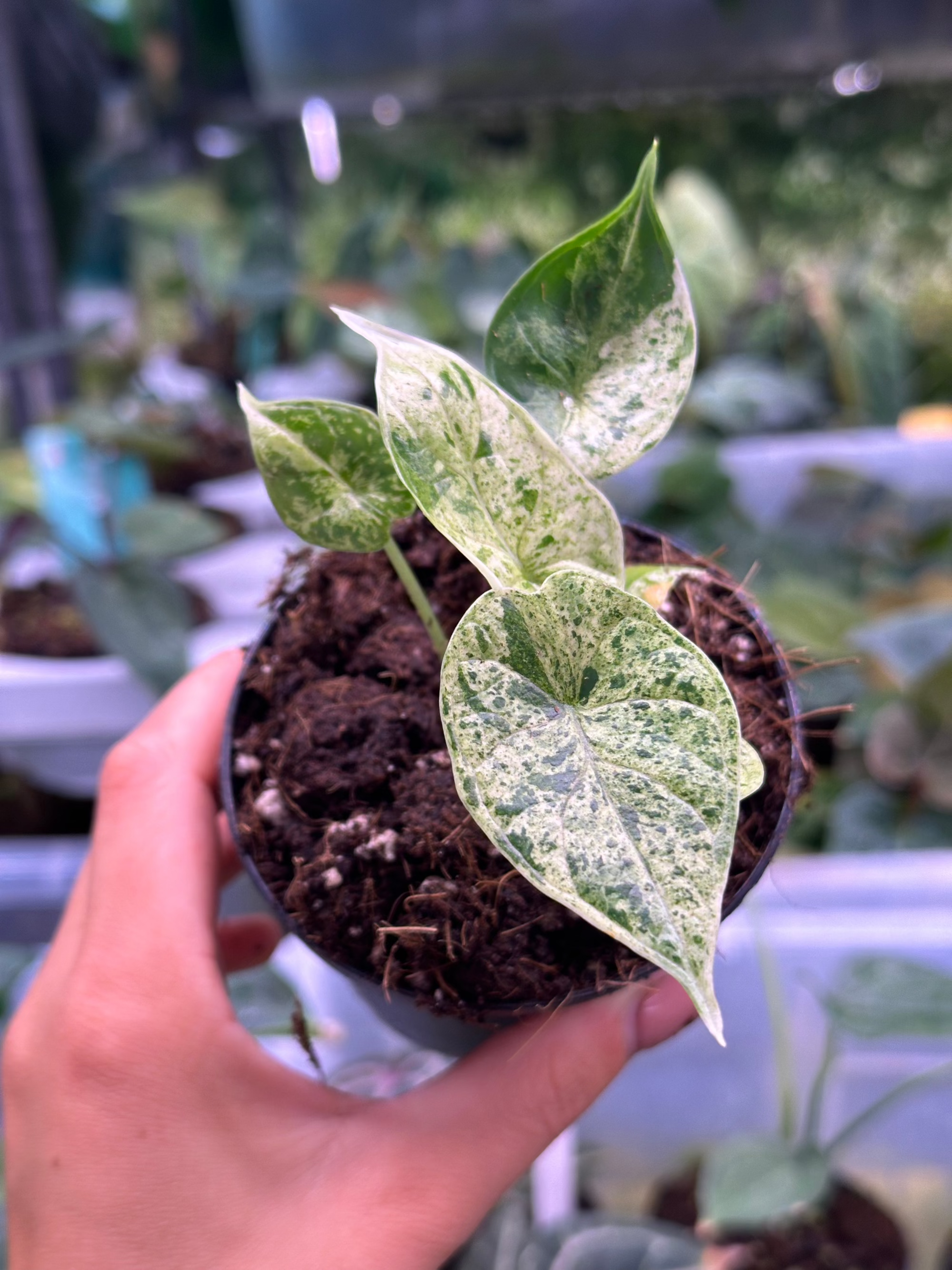 Alocasia Dragon Scale Mint – Harmony Plants