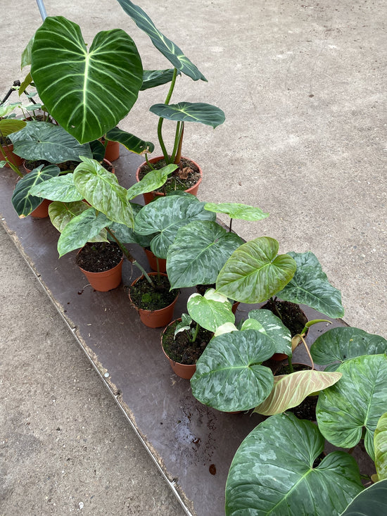 Harmony Plants - buy tropical houseplants online