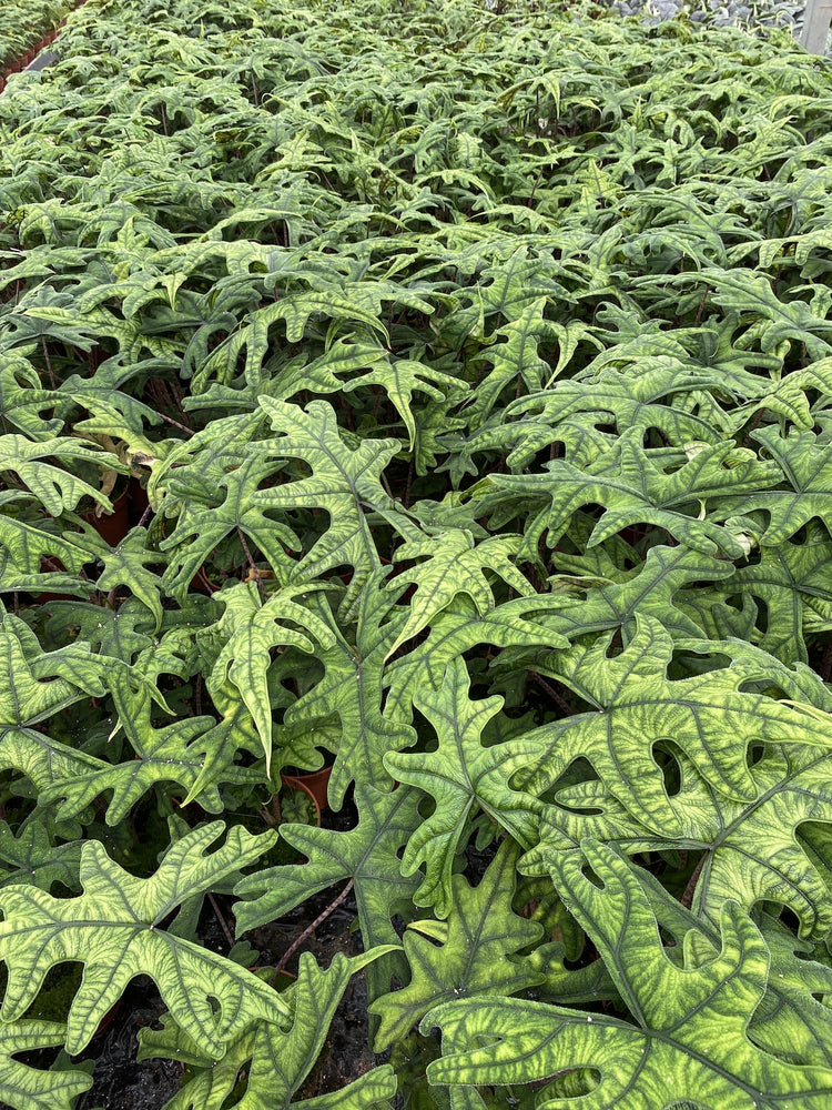 Harmony Plants - buy tropical houseplants online