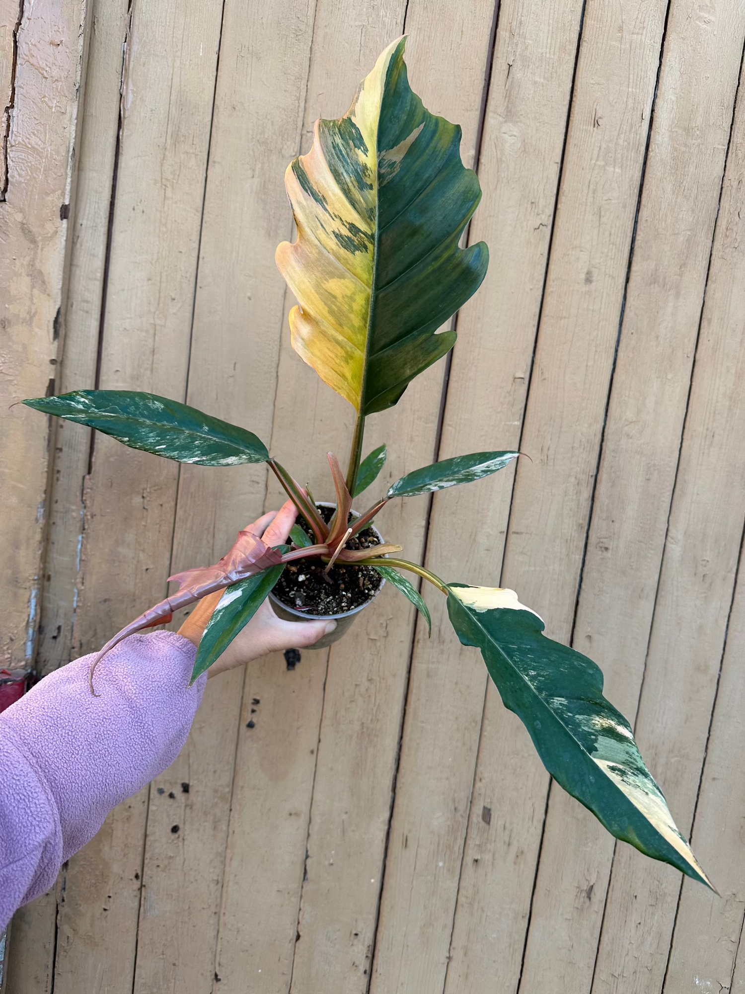 Philodendron Caramel Marble Variegata – Harmony Plants