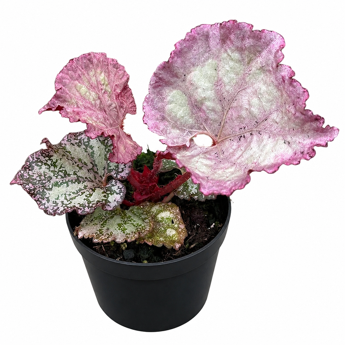 Begonia Pink Panther – Harmony Plants