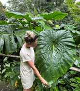 Harmony Plants - buy tropical houseplants online