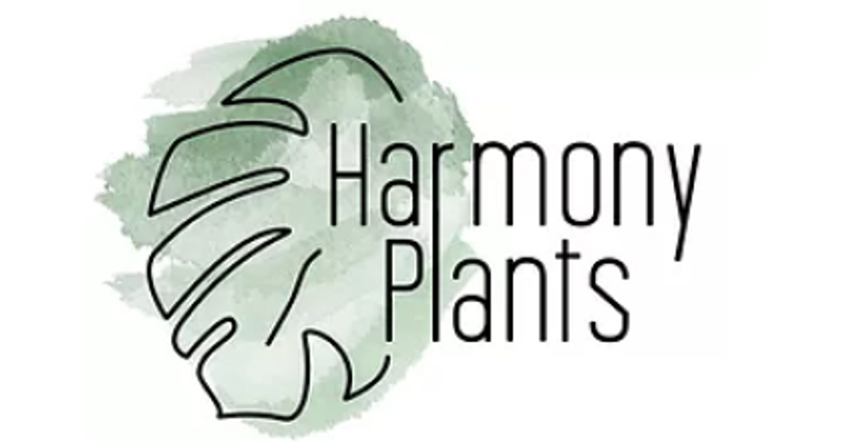 Begonia Maculata Pink Variegata – Harmony Plants