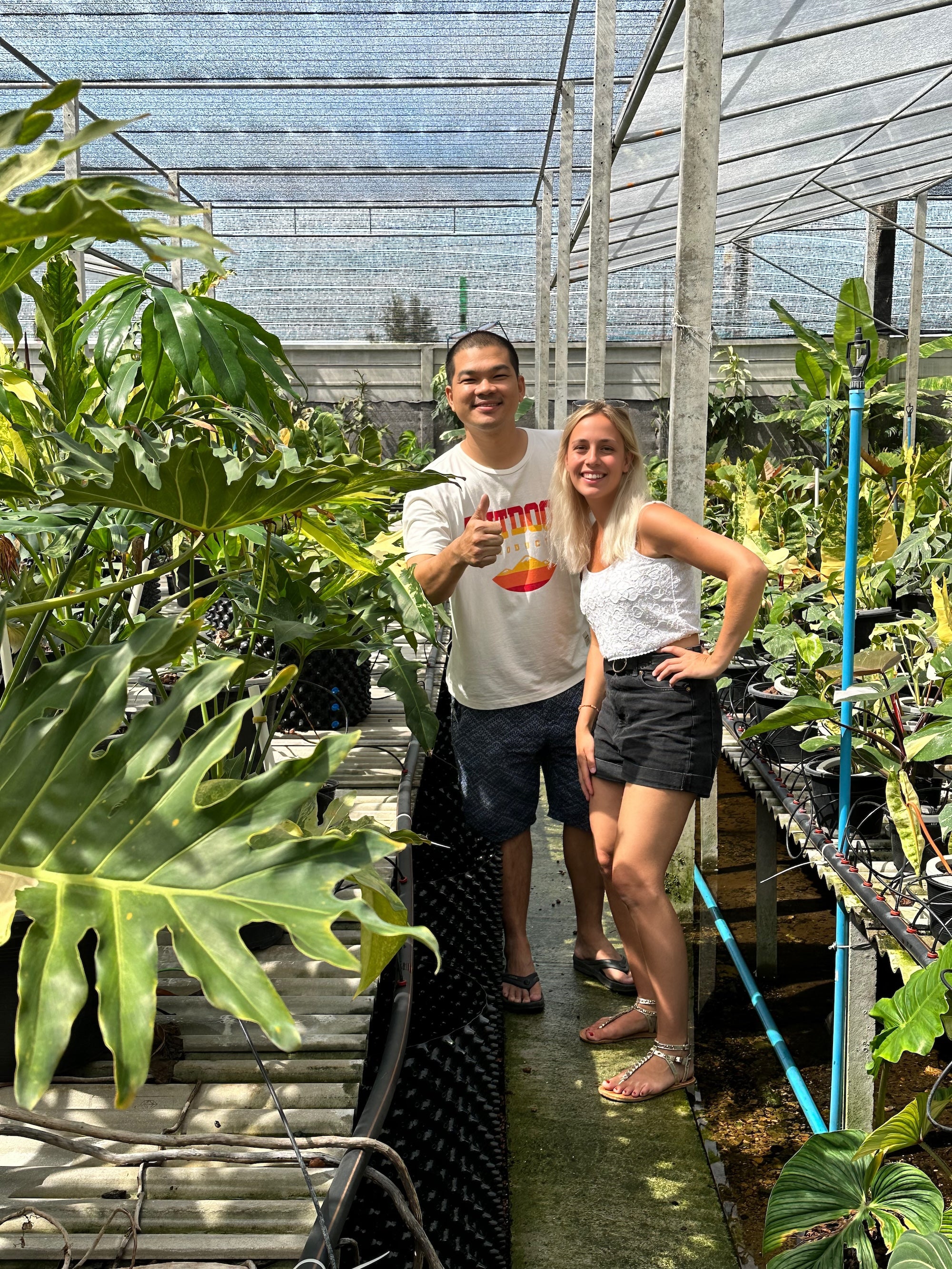 Kidda x Harmony Plants