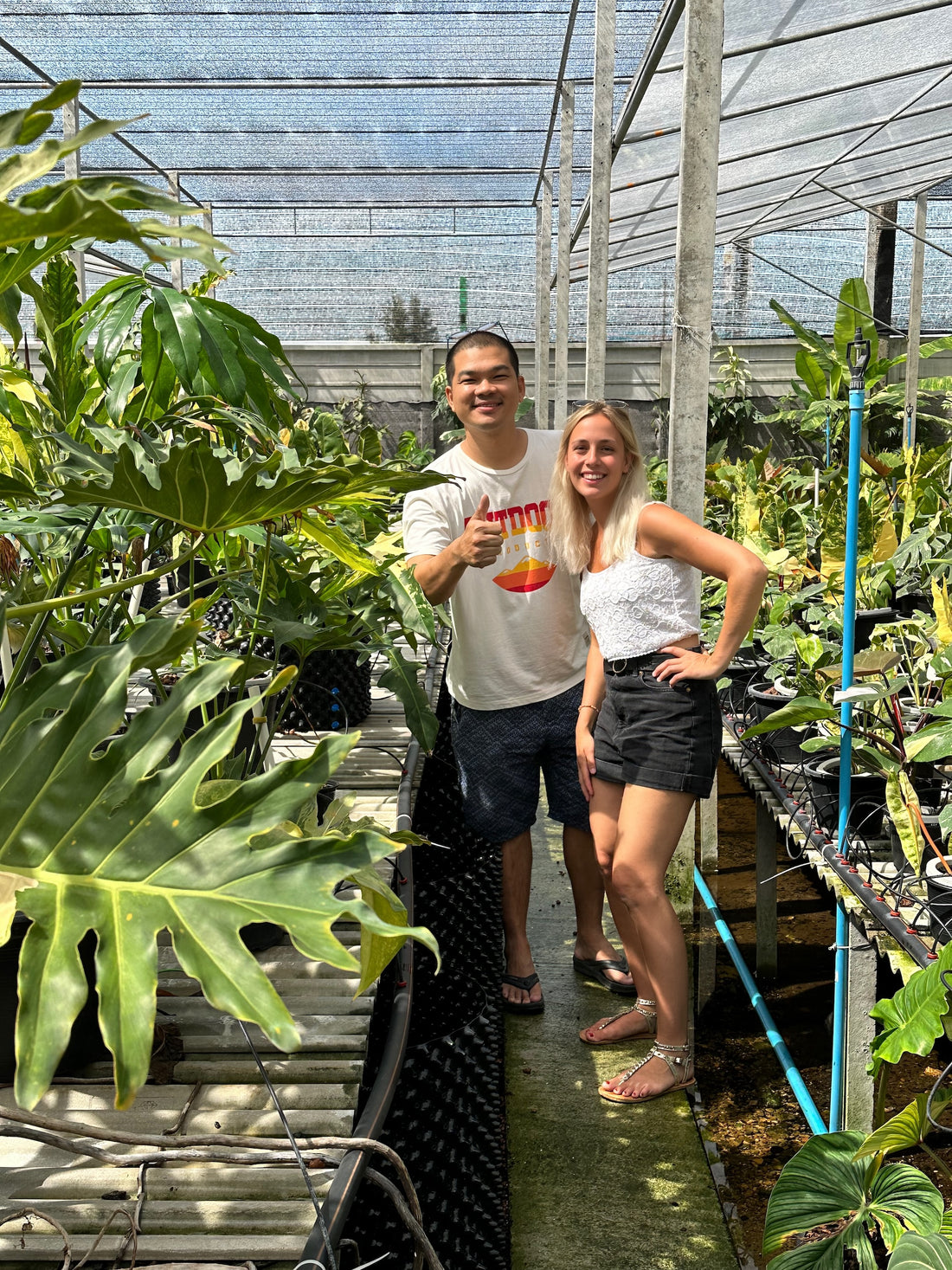 Kidda x Harmony Plants