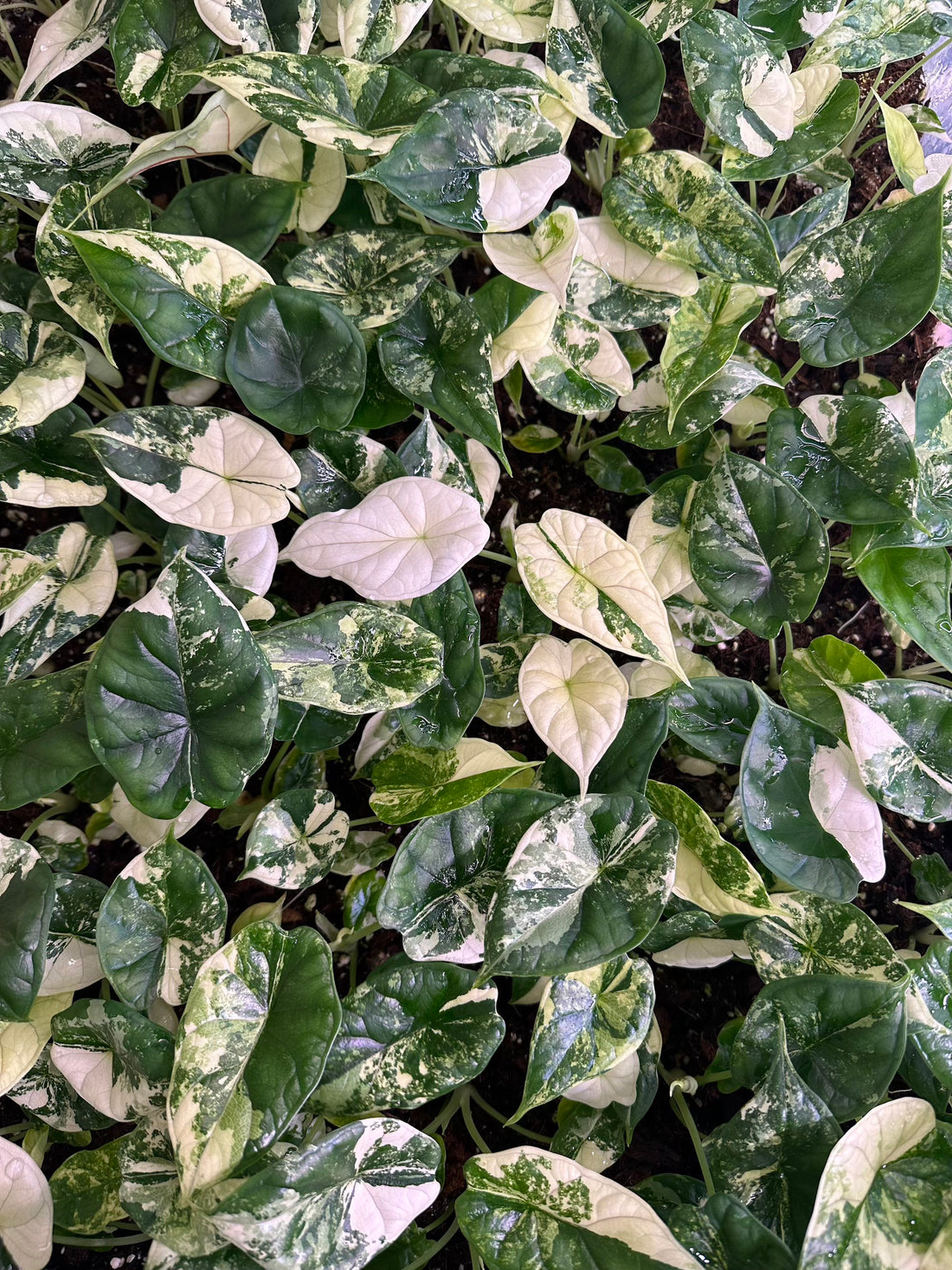 Harmony Plants - buy tropical houseplants online